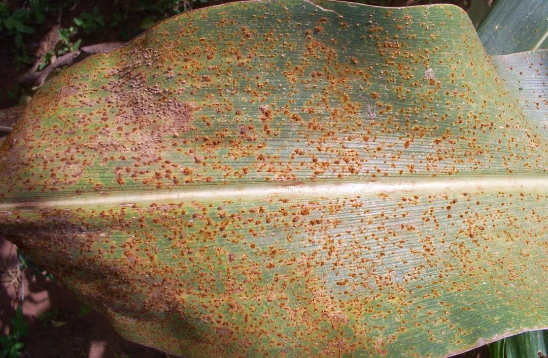 Conheça as 6 principais doenças que podem atingir a cultura do milho ...